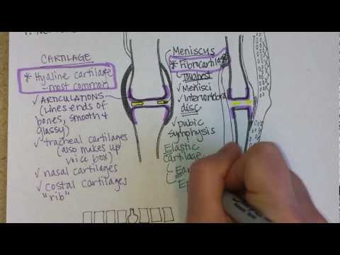 Connective tissue, Part 1