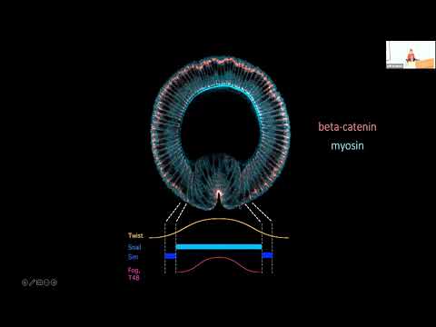 Maria Leptin – Ahead of the Curve: Women Scientists at the LMB