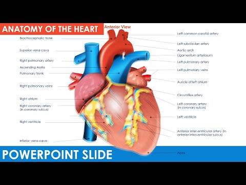 Anatomy of the Heart - PowerPoint template | Free Download | PowerPoint University