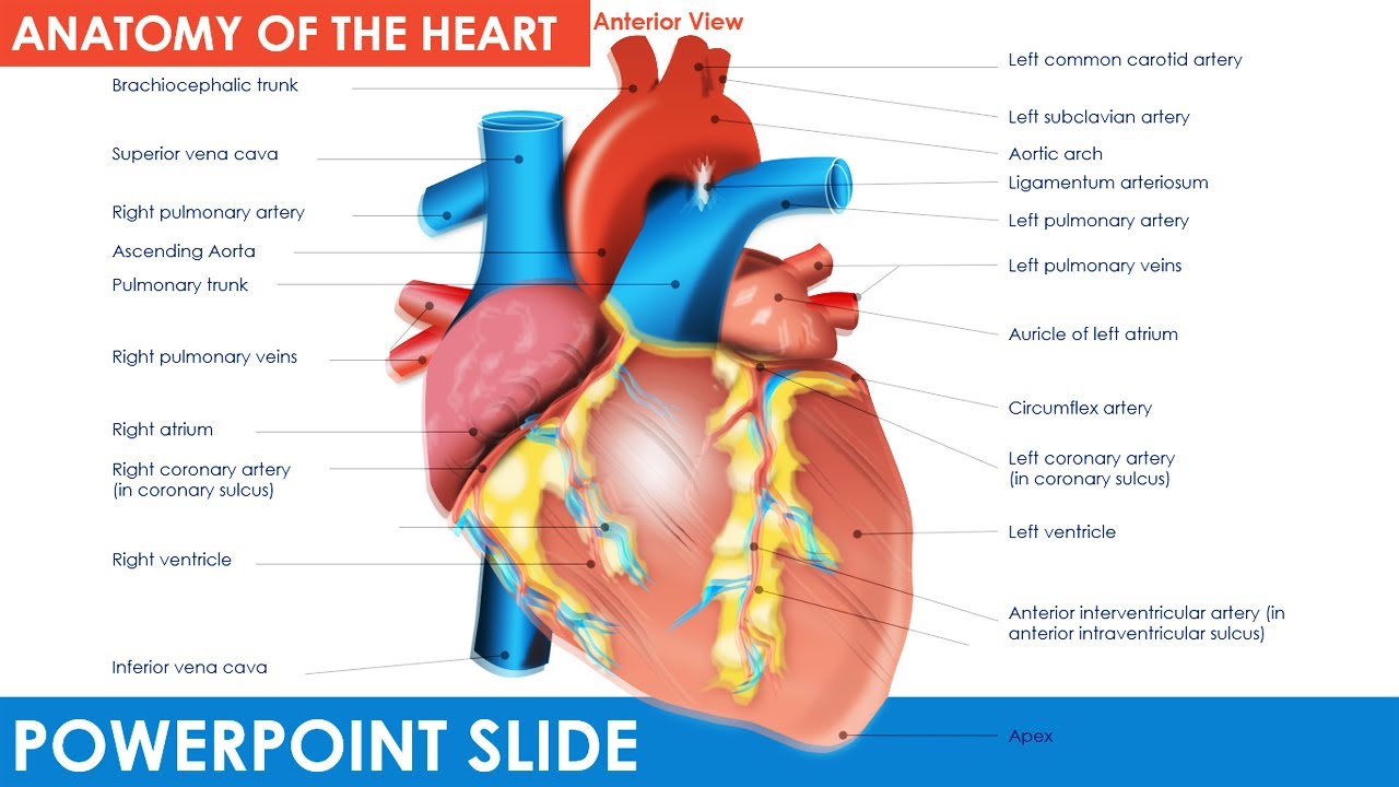 Anatomy of the Heart  - PowerPoint template | Free Download | PowerPoint University