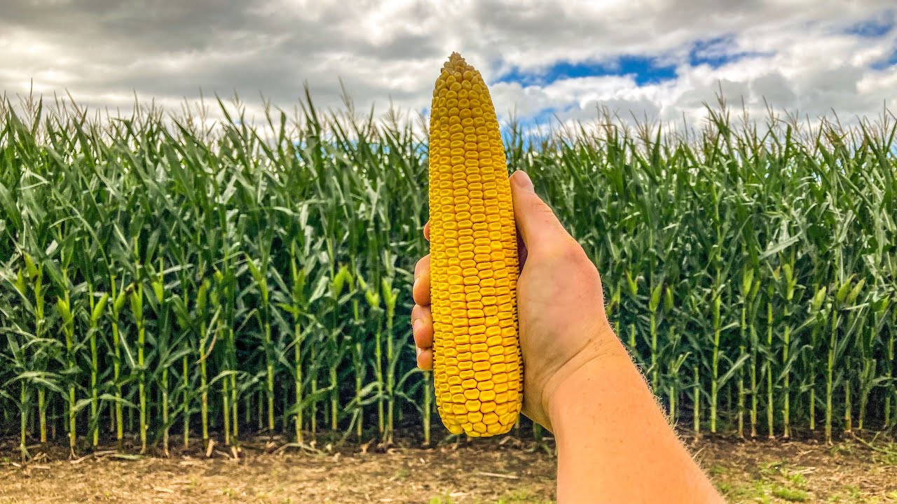 How To Estimate Corn Yields Tutorial