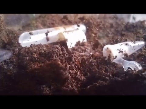 Ant Funeral – Club Flora