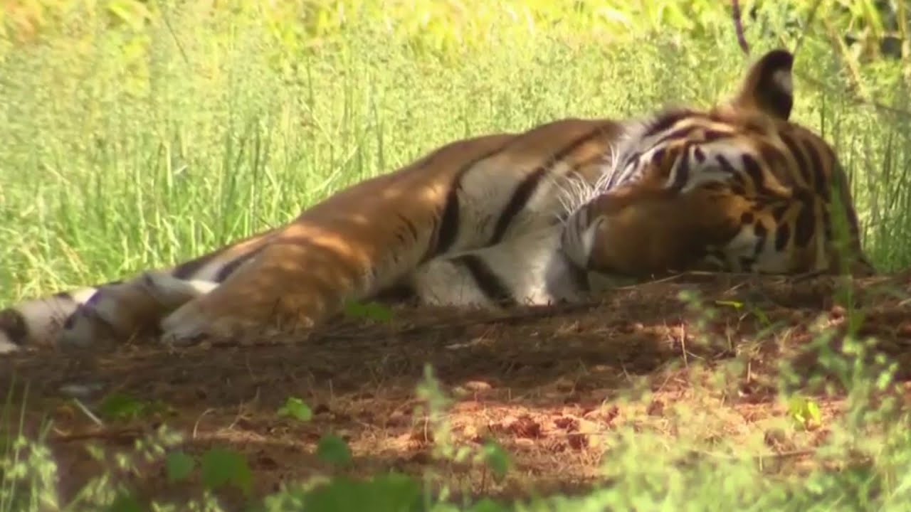 Detroit Zoo reopens: Here’s how reservations, distancing, masks, food options will work