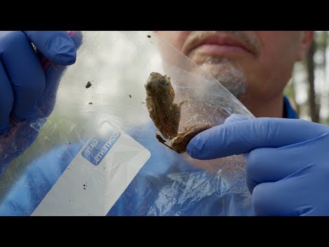 Deadly rat lungworm parasite has spread to invasive Cuban treefrogs in Florida