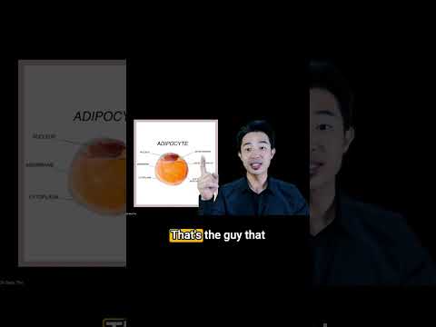 Fat Cells