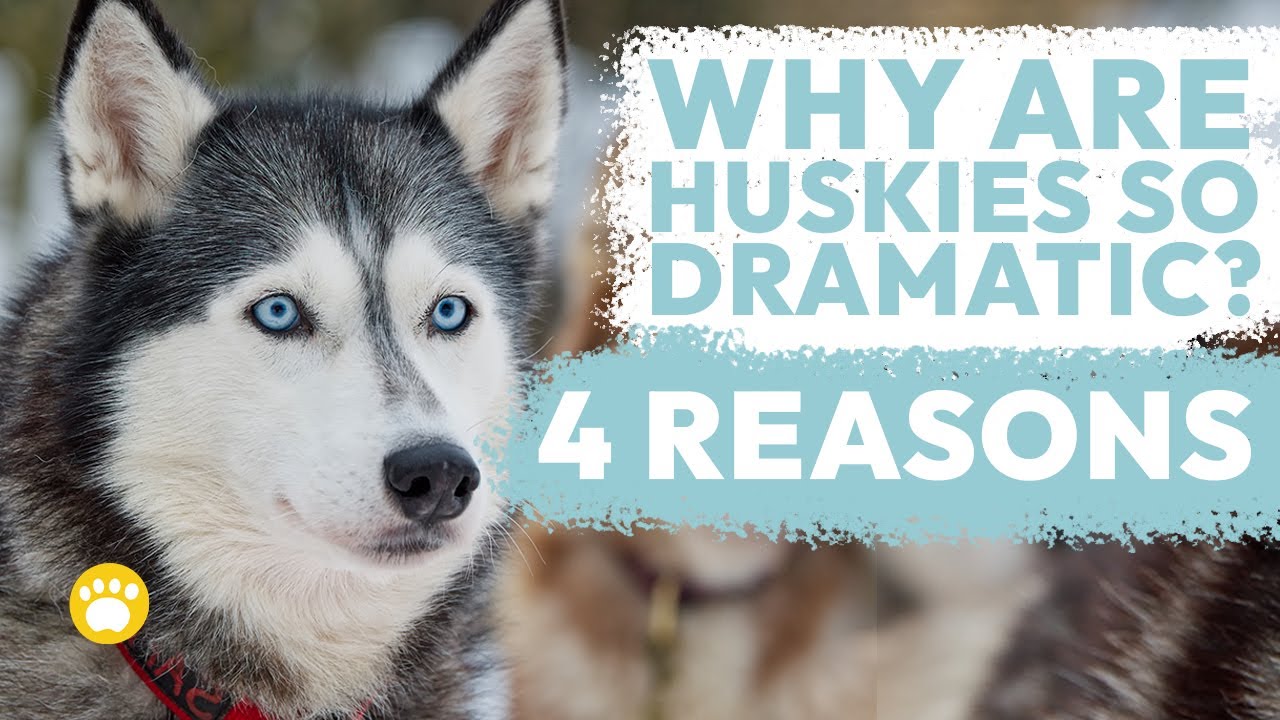 Why Huskies Are So Dramatic? 4 Reasons