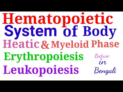 Hematopoiesis || Formation of blood in bone marrow in Bengali || hemopoietic growth factor || Part-1