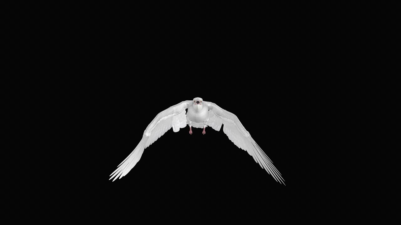 Flying White Dove - Front View - Transparent Loop