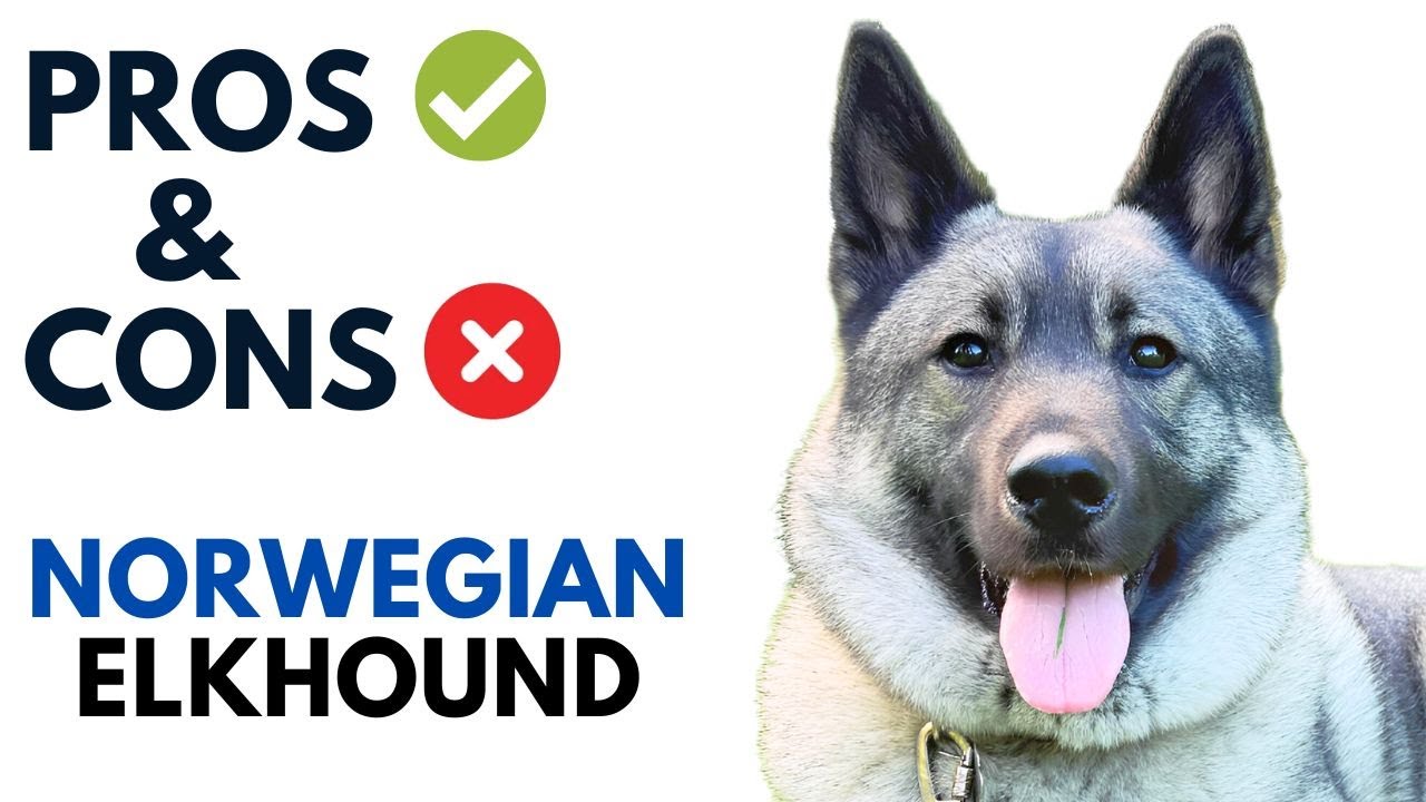 Is the Norwegian Elkhound Right for You? Advantages and Disadvantages