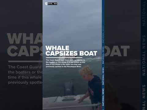 Whale capsizes boat off coast of New Hampshire