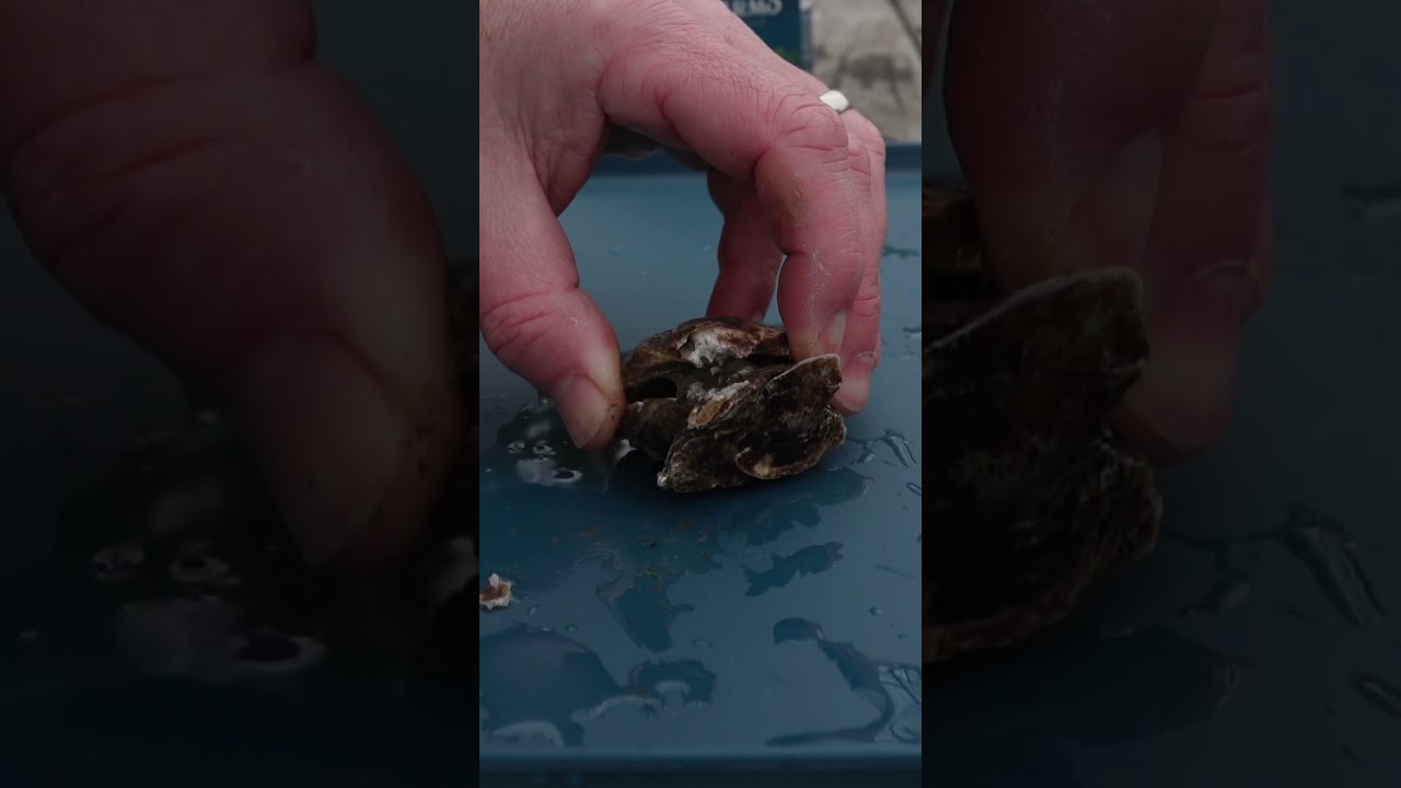 Part 2: Oyster Topping, Seaweed Salad #seaweed #oystertastetest #seafood