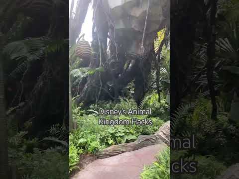 Pandora- World of Avatar @ Disney’s Animal Kingdom