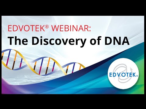 The Discovery of DNA