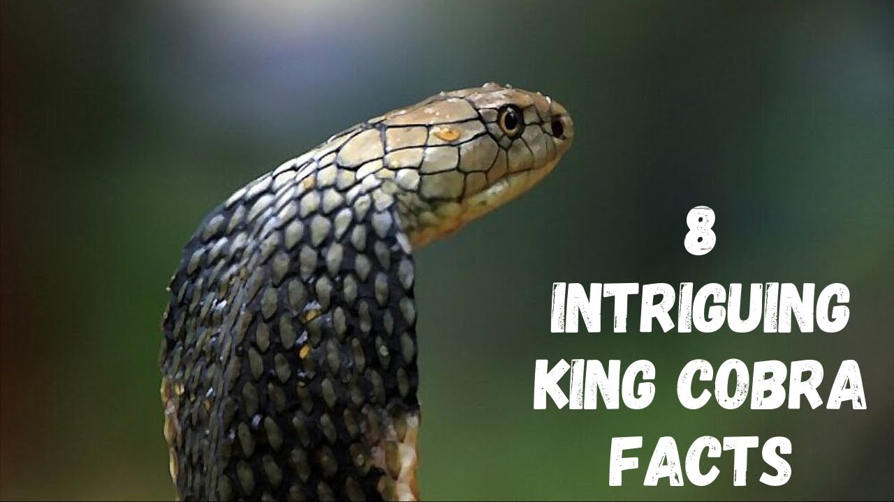 8 Intriguing King Cobra Facts exactly You Don't know | Animal Kingdom