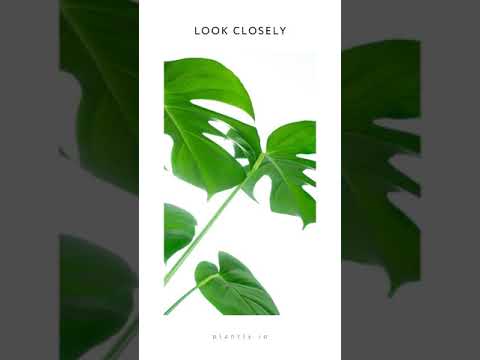 Plantly Trivia - Monstera Deliciosa leaf botanical name? #shorts
