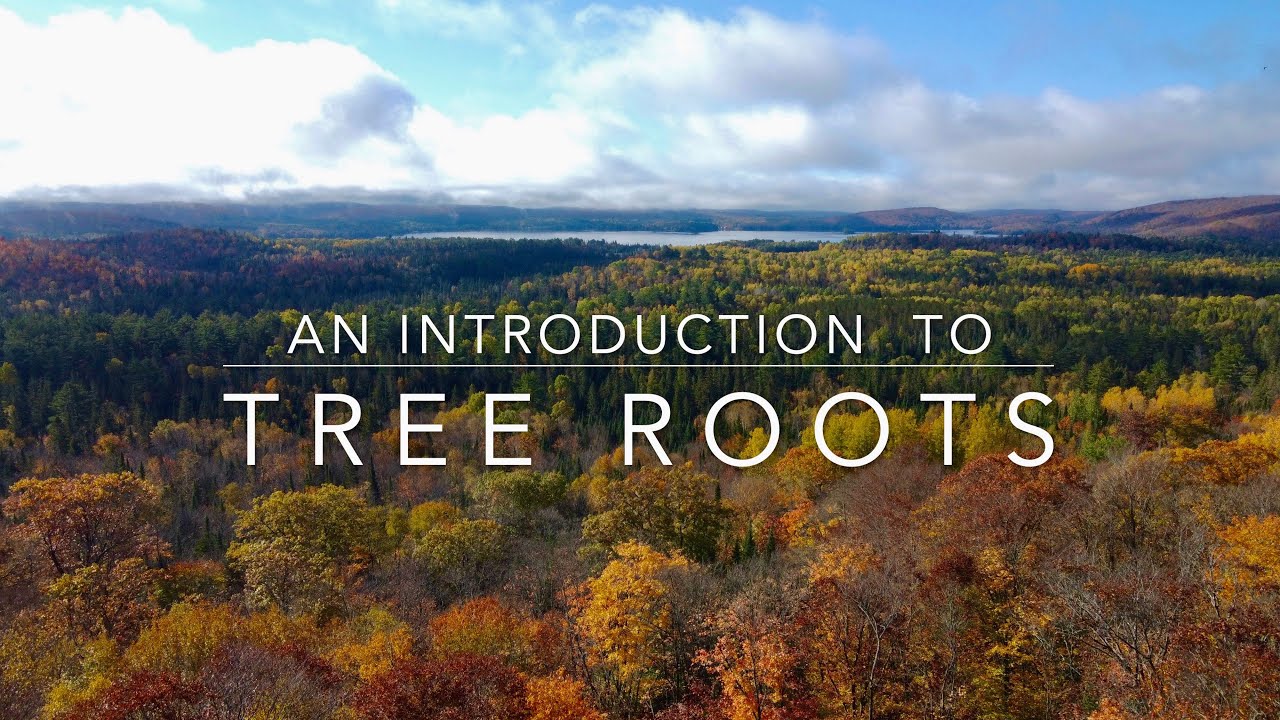 An Introduction to Tree Roots