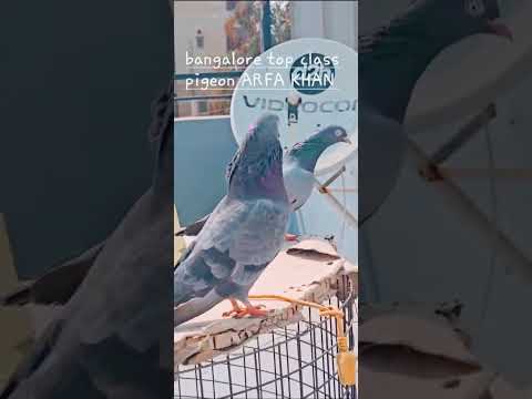 Bangalore top class pigeon in the world