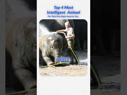 180 IQ Animals For Sure! #animalfacts #smartanimals #shorts