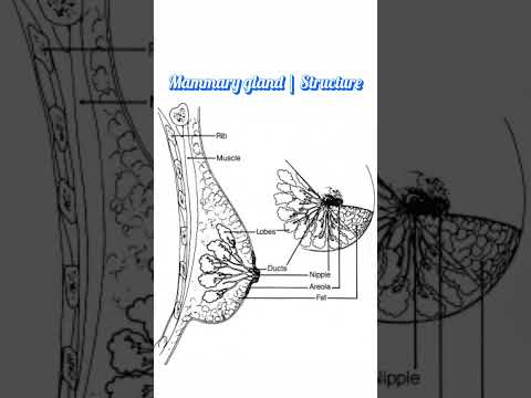 Mammary gland | Structure,Development|The mammary glands are modified sweat glands#@Kainat66.
