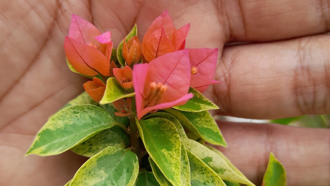 9 Types of Singapore Bougainvillea | Bougainvillea Review ID