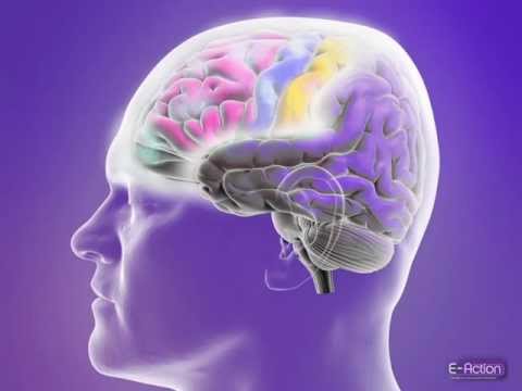 Functional Regions of the Brain