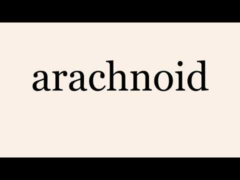 arachnoid