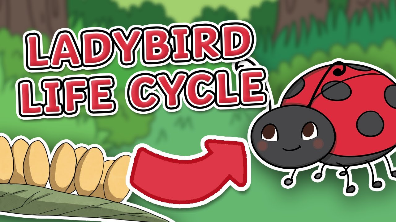 The Life Cycle of a Ladybird | Ladybird Life Cycle | Science for Kids!