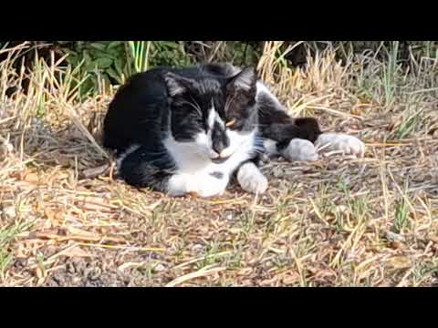 This beautiful black and white cat has a very interesting nose