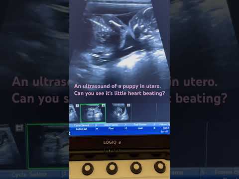 Ultrasound is a great way to confirm pregnancy in dogs & cats!