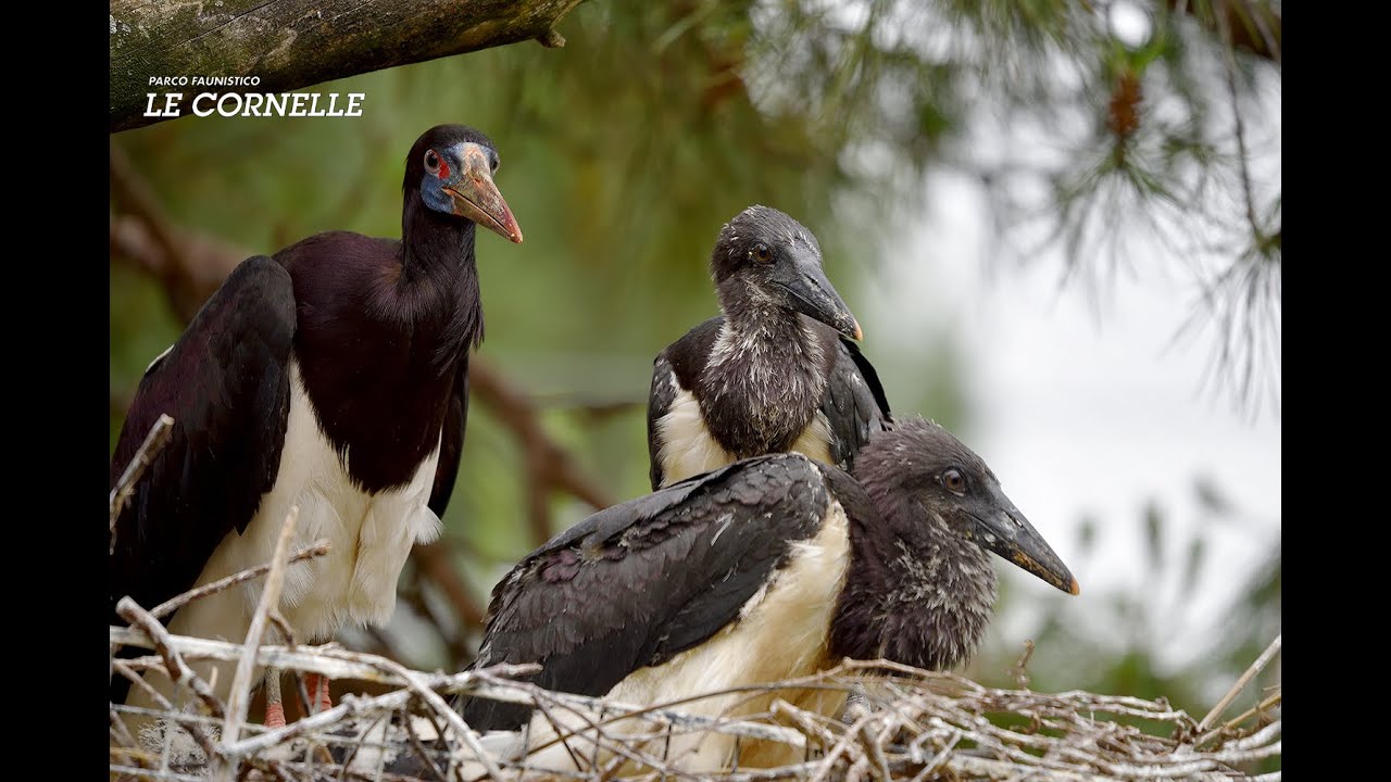 Nuova nascita al parco - Parco Faunistico Le Cornelle