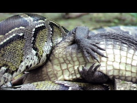 Un python dévore un alligator en 20 minutes | Nuage Ciel d'Azur