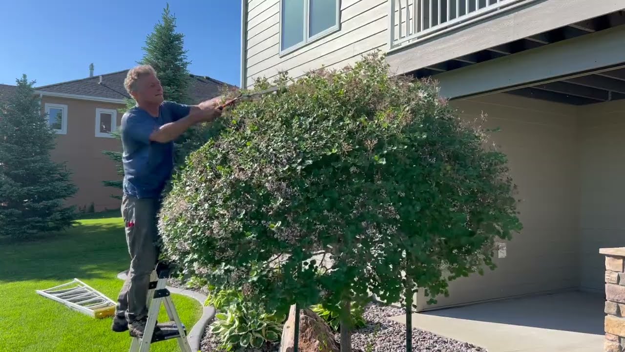 Pruning A Dwarf Korean Lilac Tree