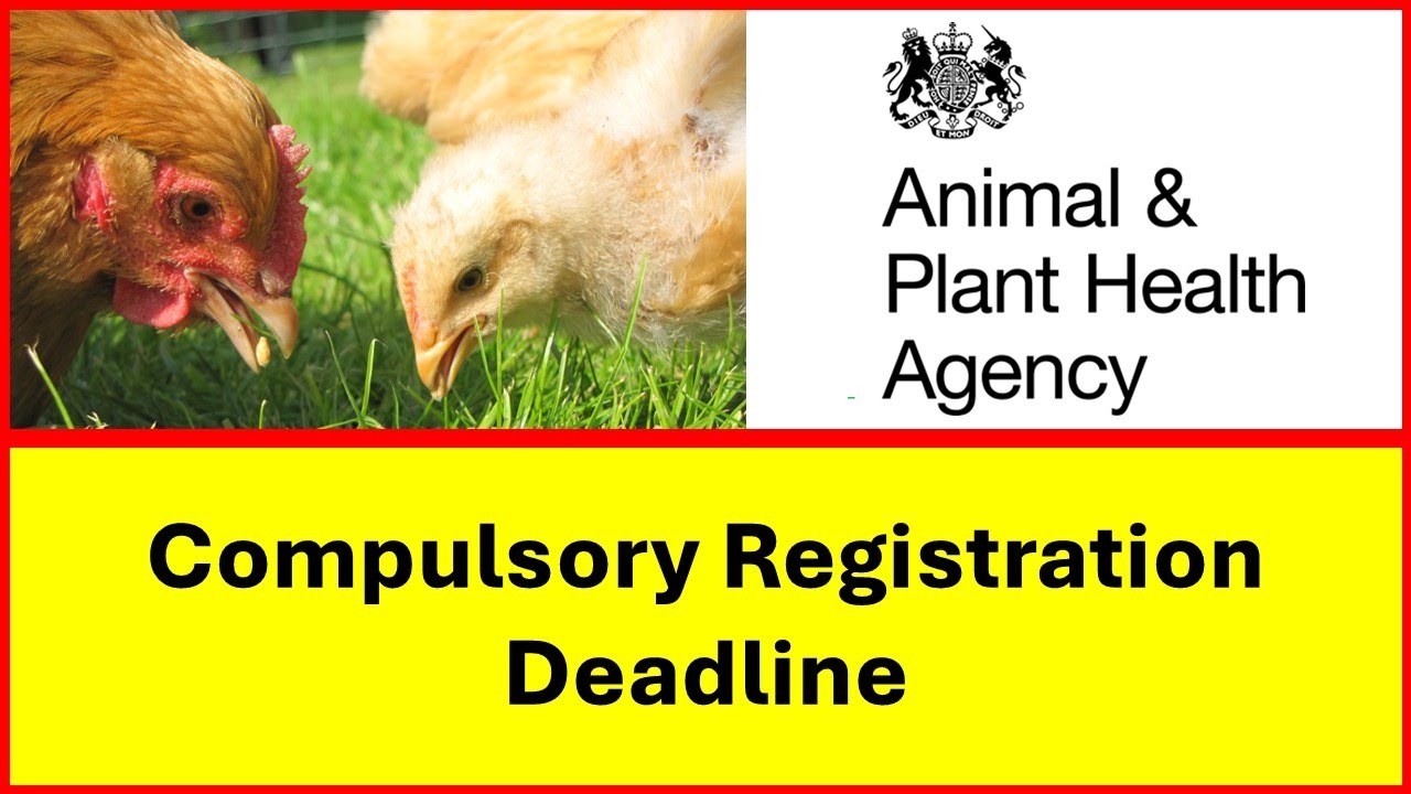 UK Mandates Chicken Registry in Latest Government Overreach – Finish ...