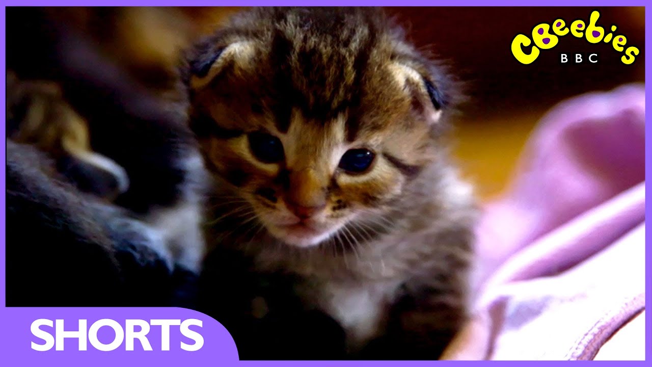 CBeebies: Meet The Kittens