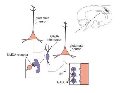 Schizophrenia and NMDA Receptors