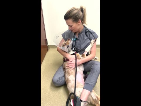 Orlando Vet