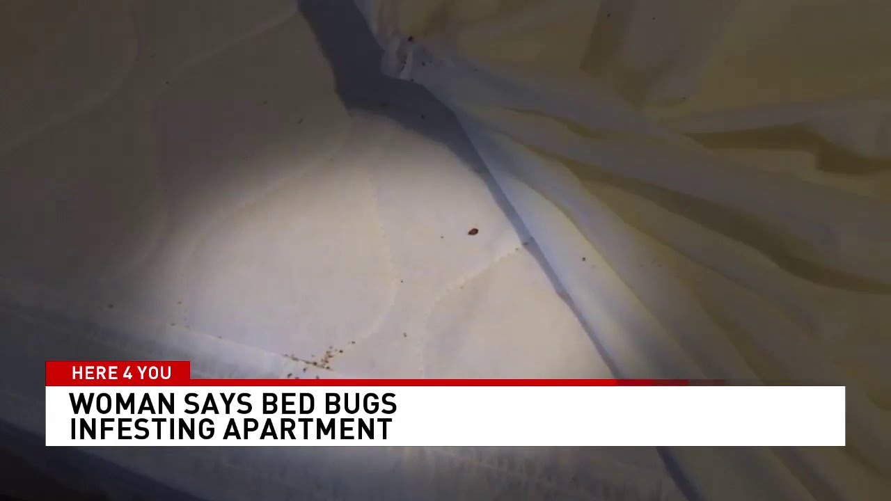 Bed bugs infest the apartment of 86-year-old woman; chasing her from home