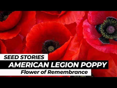 Red Poppies: Flowers of Remembrance