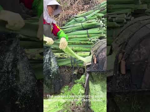 Workers harvest sisal and extract its fiber
