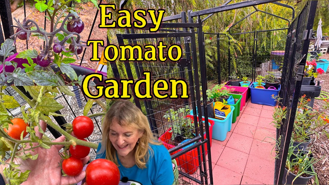 Vertical Tomato Garden Container Gardening Variety of Tomatoes in Layering Method for Maximum Growth