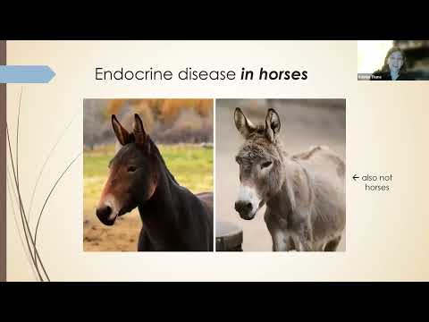 Pituitary pars intermedia dysfunction (PPID) in the horse with Dr. Kristen Thane