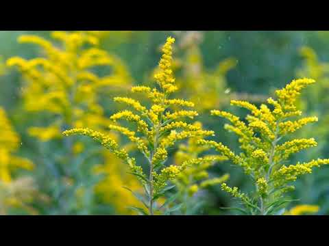 How to Grow Goldenrod
