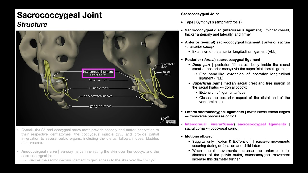 The Sacrococcygeal Joint [& Relevant Muscles, Neural Structures]