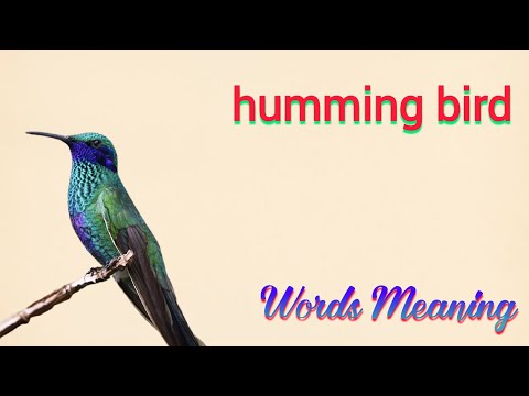 humming bird meaning in hindi | humming bird ka matlab kya hota hai | humming bird means |