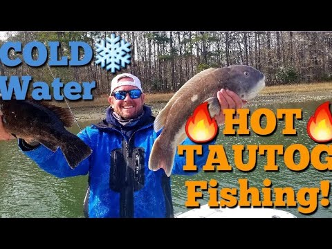 ❄COLD❄ water 🔥HOT🔥 TAUTOG Fishing! + BEST Pan-fried tautog (AKA BLACKFISH) RECIPE {CATCH CLEAN COOK}