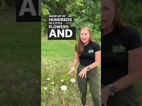 Let us show you wild carrot #shortsvideo #shortsfeed #shorts