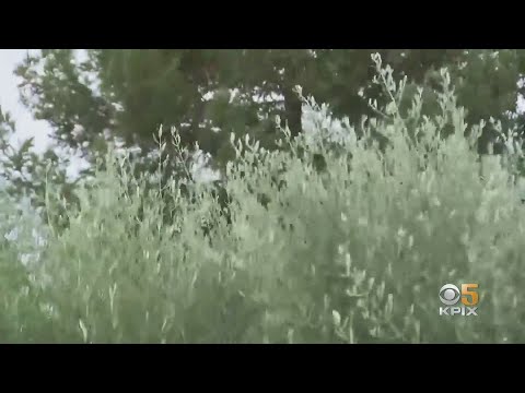 CA DROUGHT: Experts Fear 2022 Dry Spell Could Kickstart Fire Season