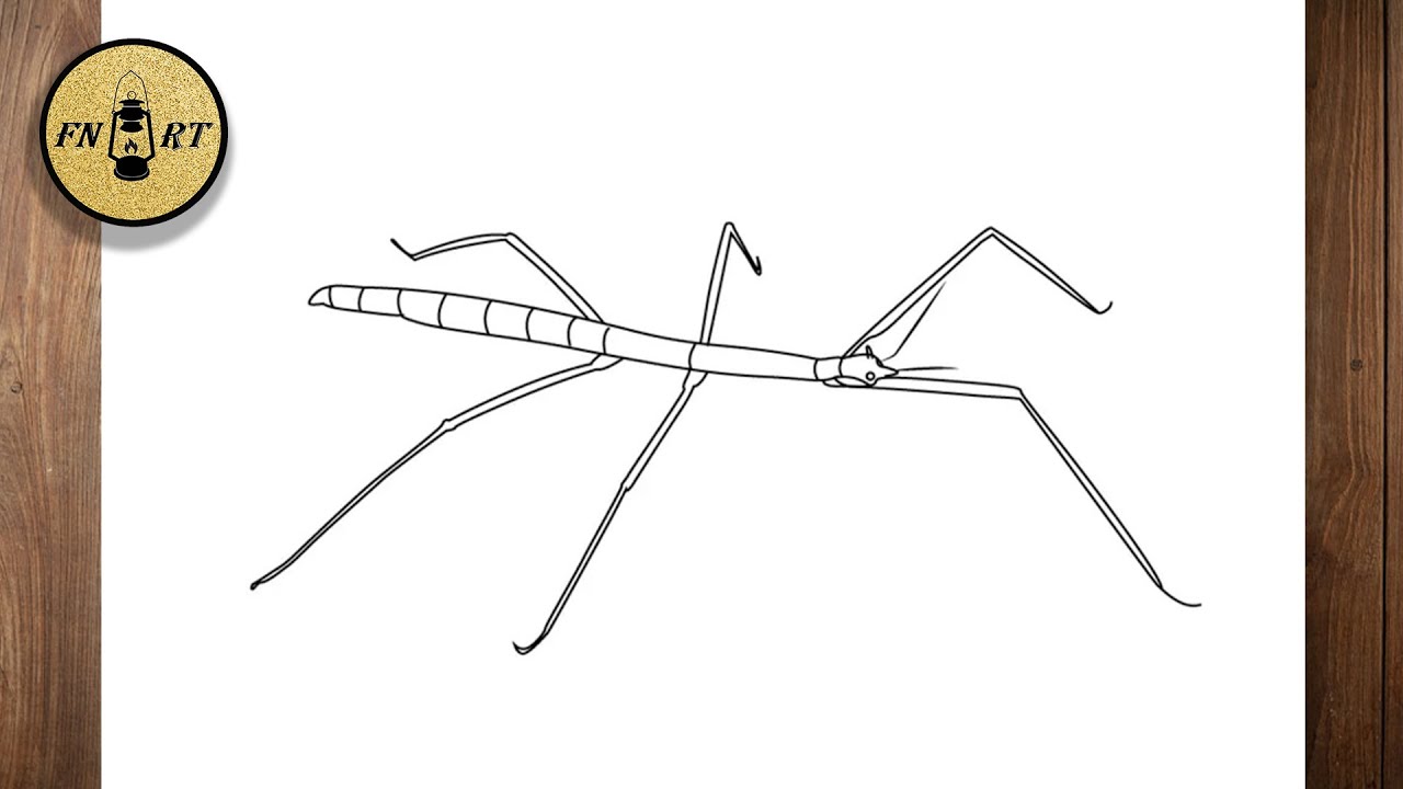 How to draw a stick insect step by step easy