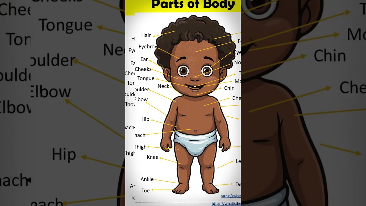 Parts of Body Worksheets Downloads