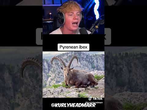 How Animals Became Extinct! 😨